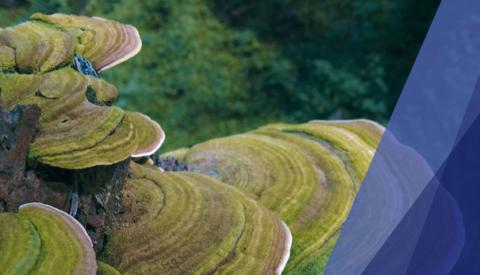 The Long Era of Lackluster Leadership | Canadian Management Centre